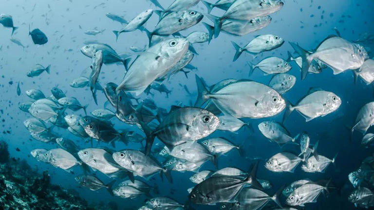 The ocean creatures most sensitive to rising sea temperatures