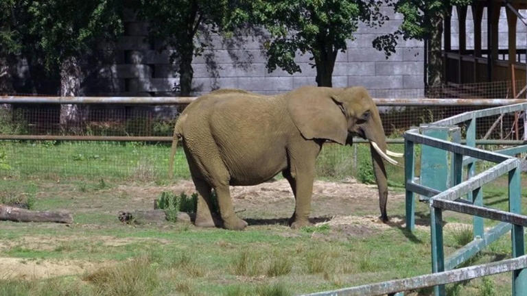 Nasce in Portogallo il primo santuario per elefanti: si trova a ...