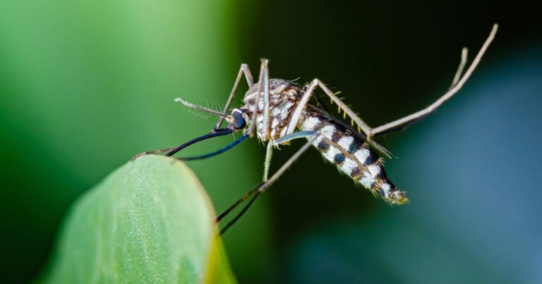 Moustiques tigres : seuls 13 départements français restent épargnés ...
