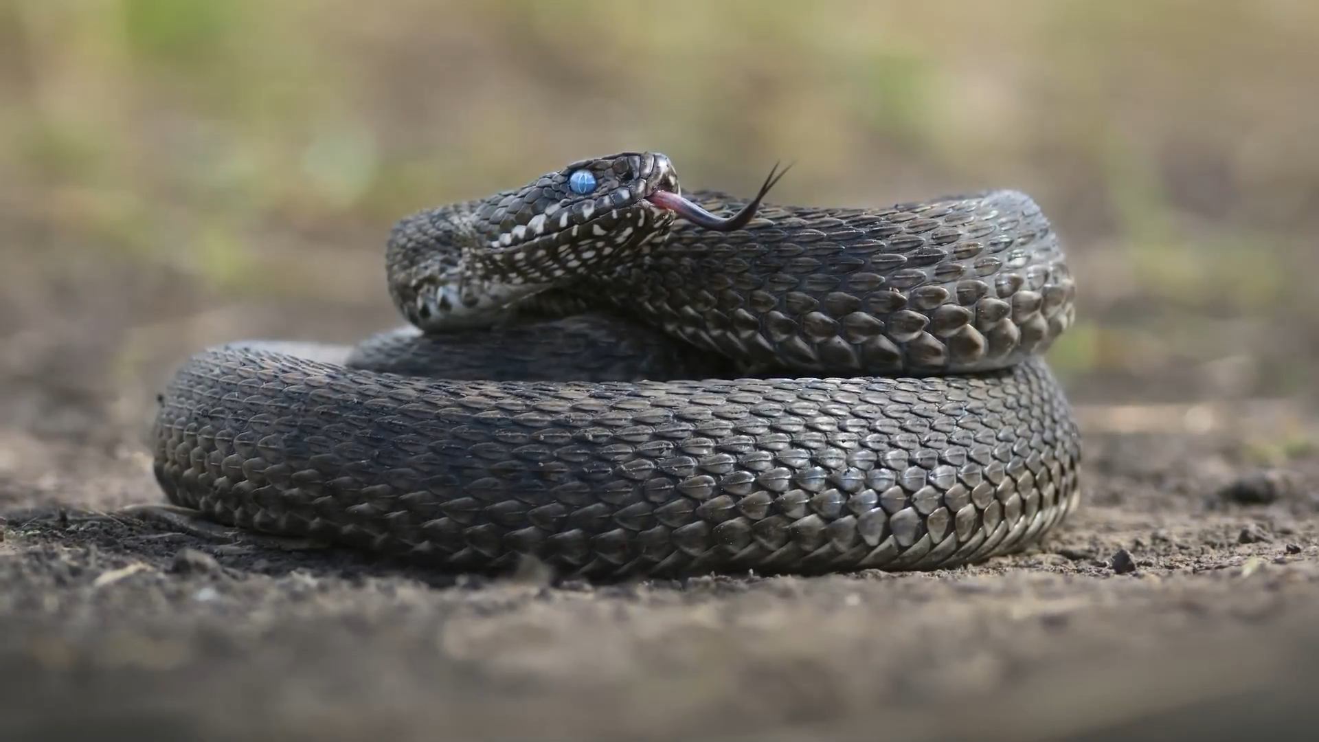 This snake kills over 50,000 people a year - and nothing can stop it