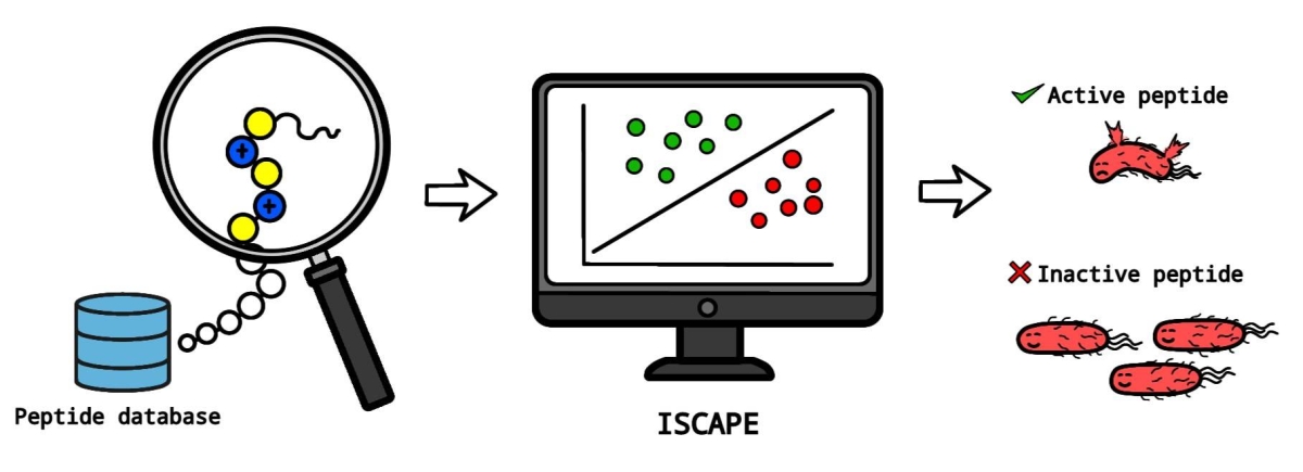 UPD chemists develop AI tool for antibacterial peptide research
