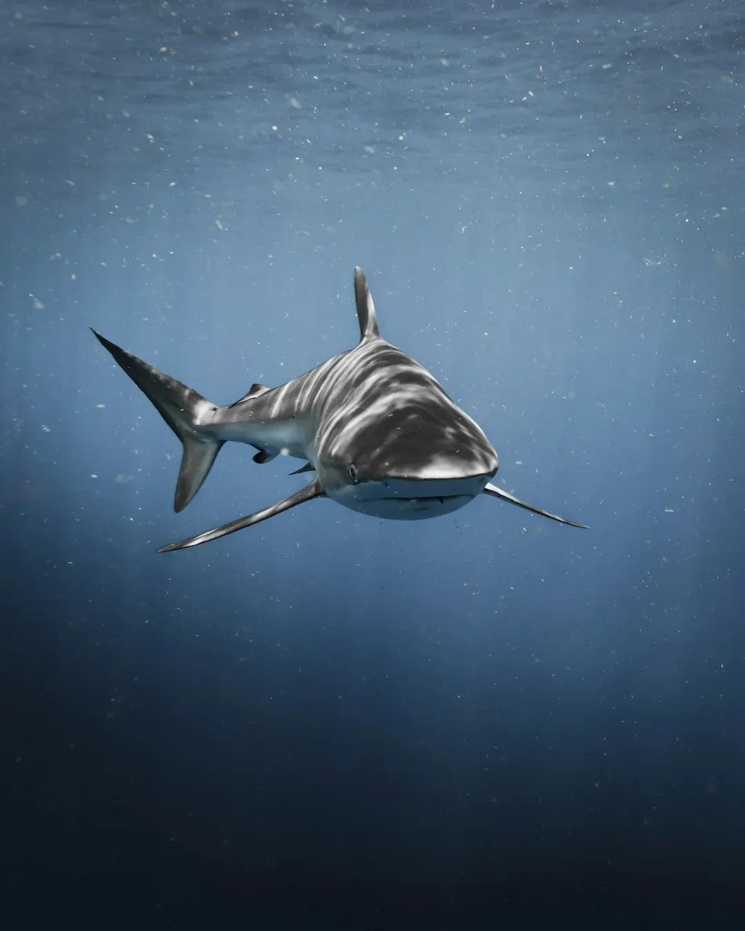 Why bull sharks thrive in murky, stormy waters