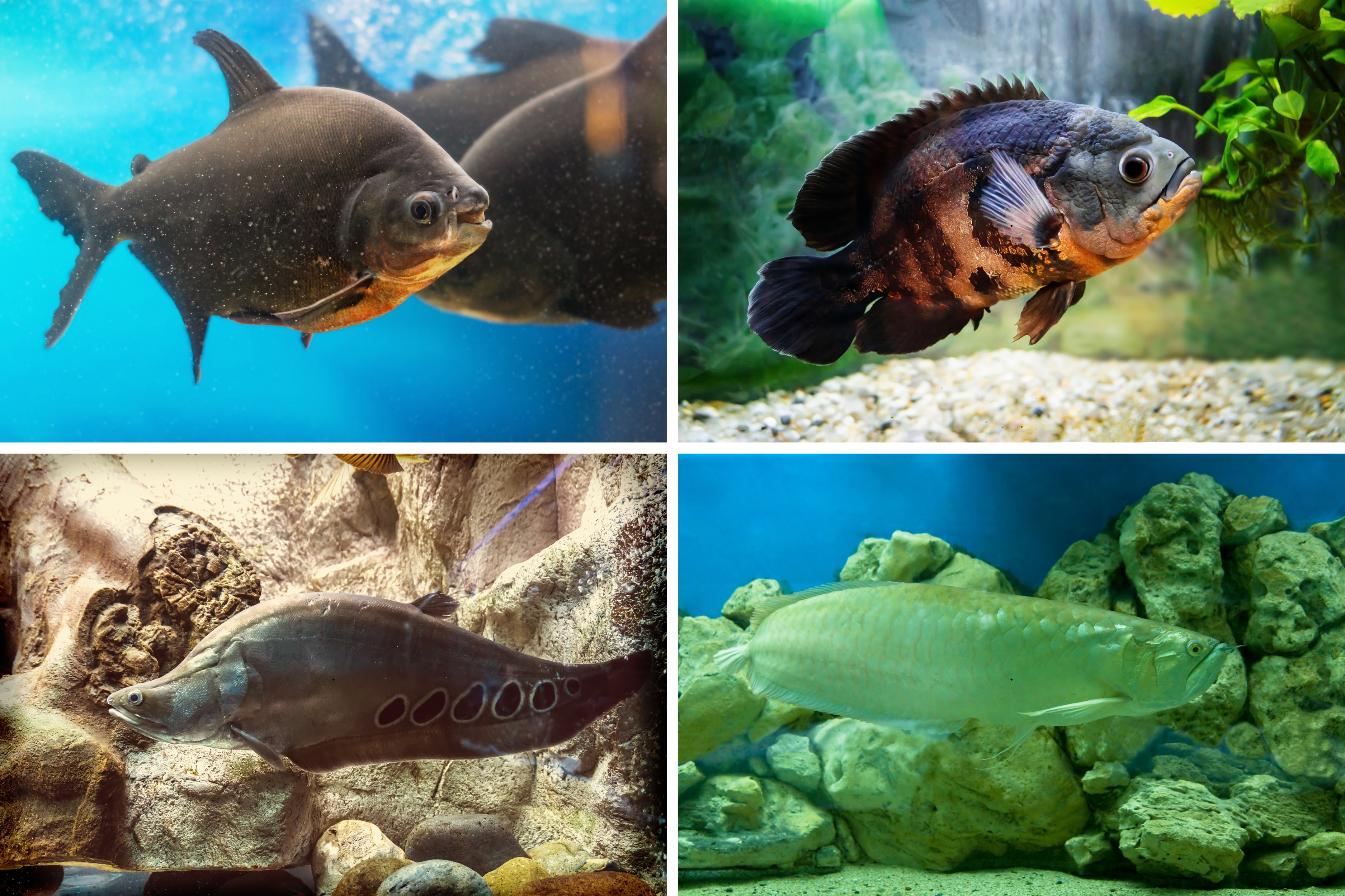Big tropical fish 2026: Here are 12 of the largest breeds of colourful ...