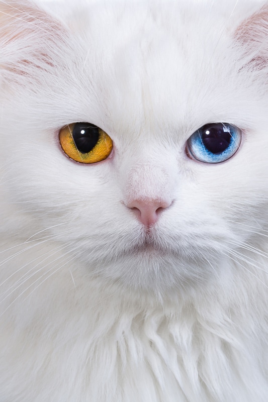 Your cat is keeping one eye closed for a reason — here’s what it really ...