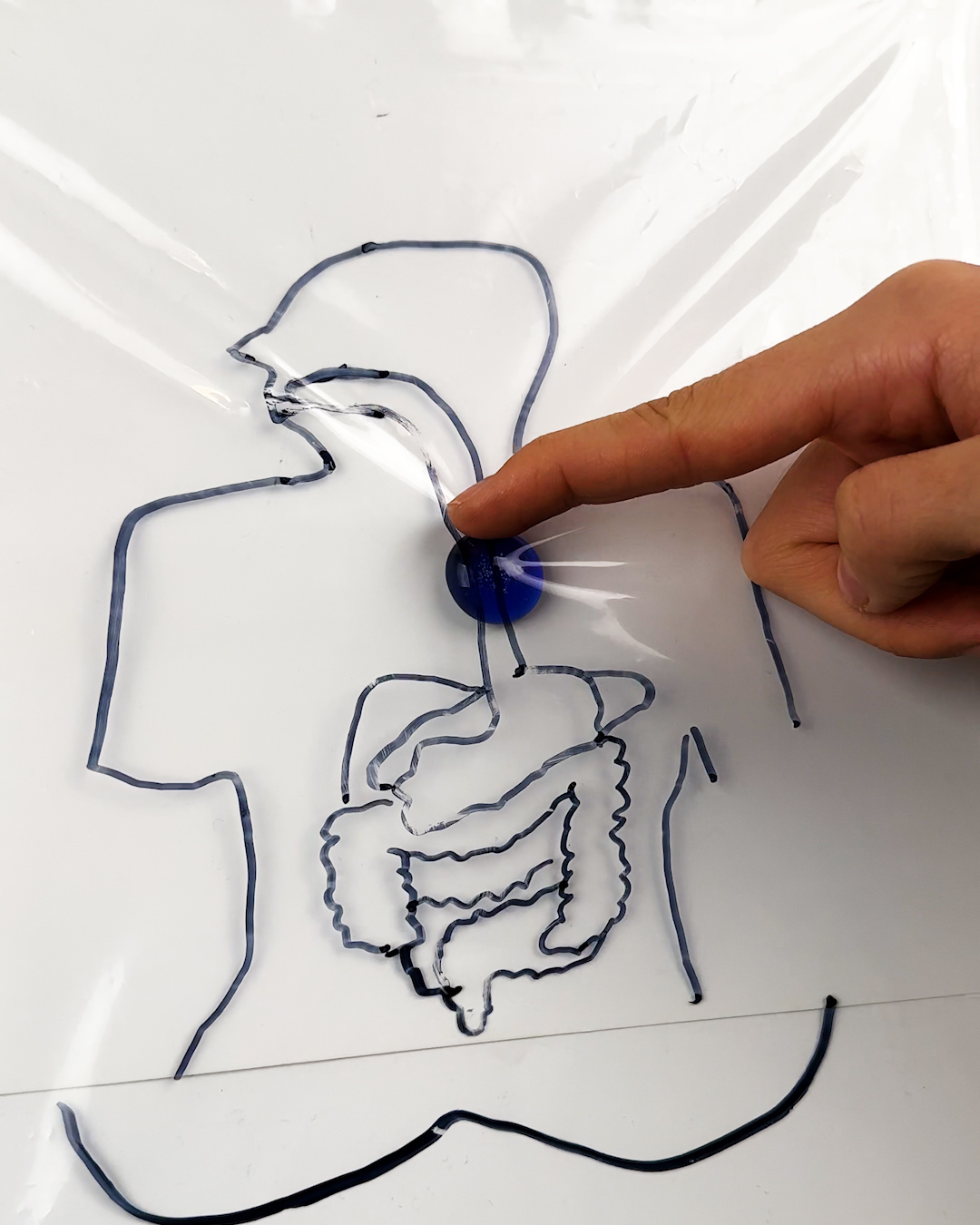 See digestion in action!