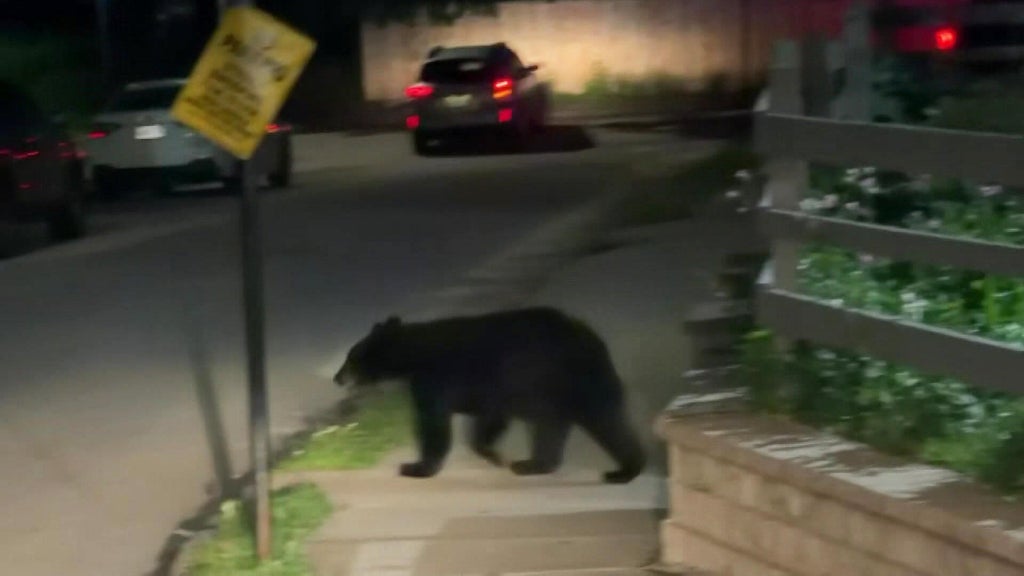 Black bear spotted wandering around Worcester, Massachusetts: "I was ...