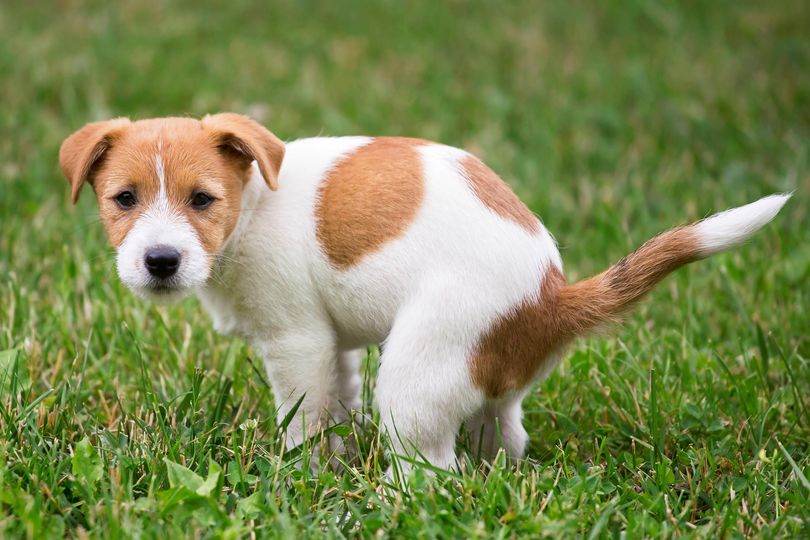 Action you can take if your neighbour keeps letting their dog poo in ...