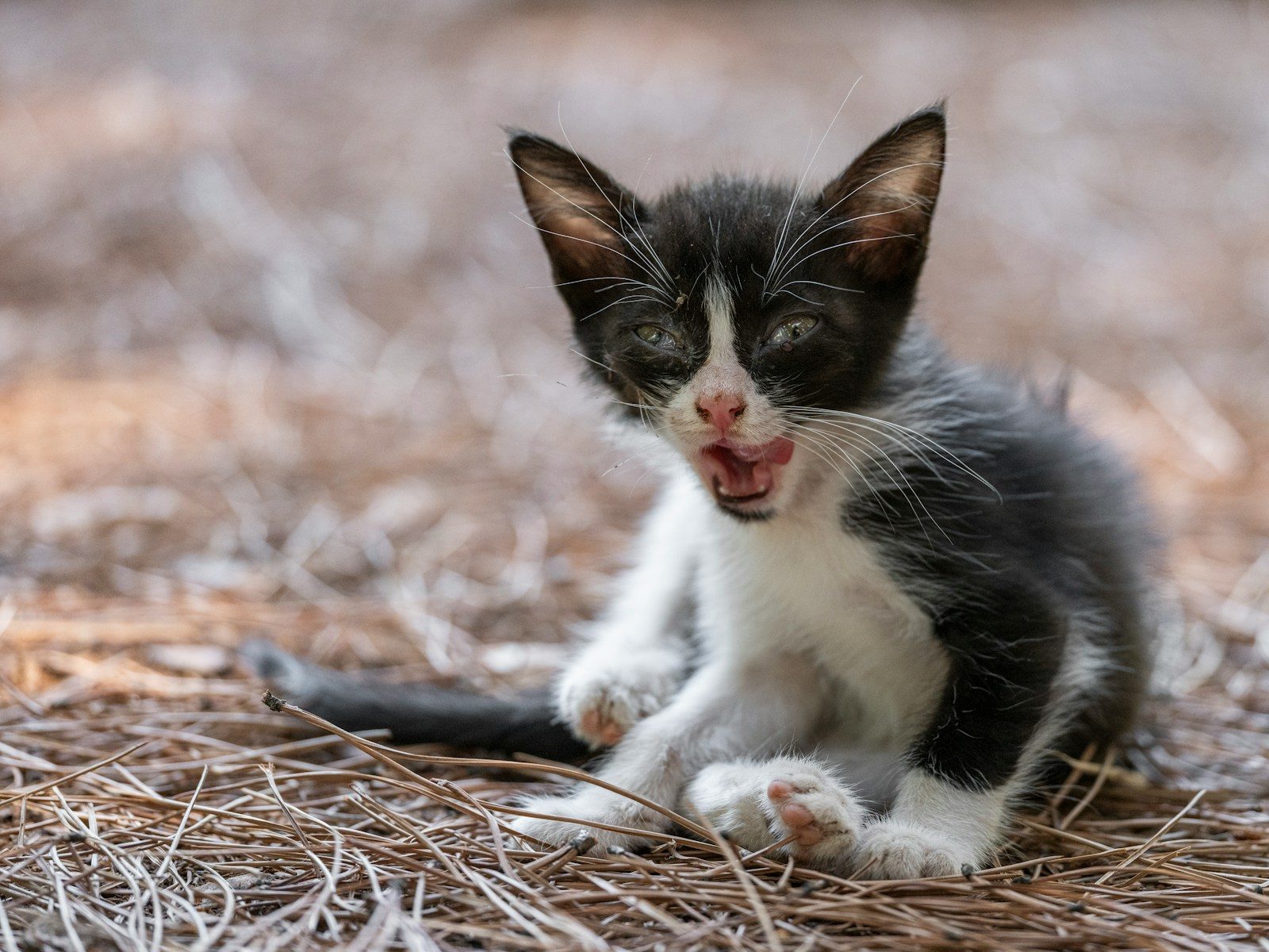 How a shivering group of kittens found an unlikely savior