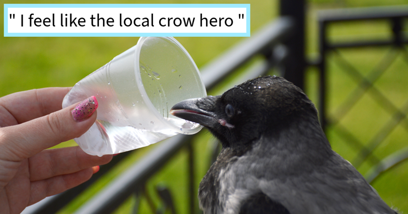 Crows accosted by ferocious feline saved by bird lover after hearing ...