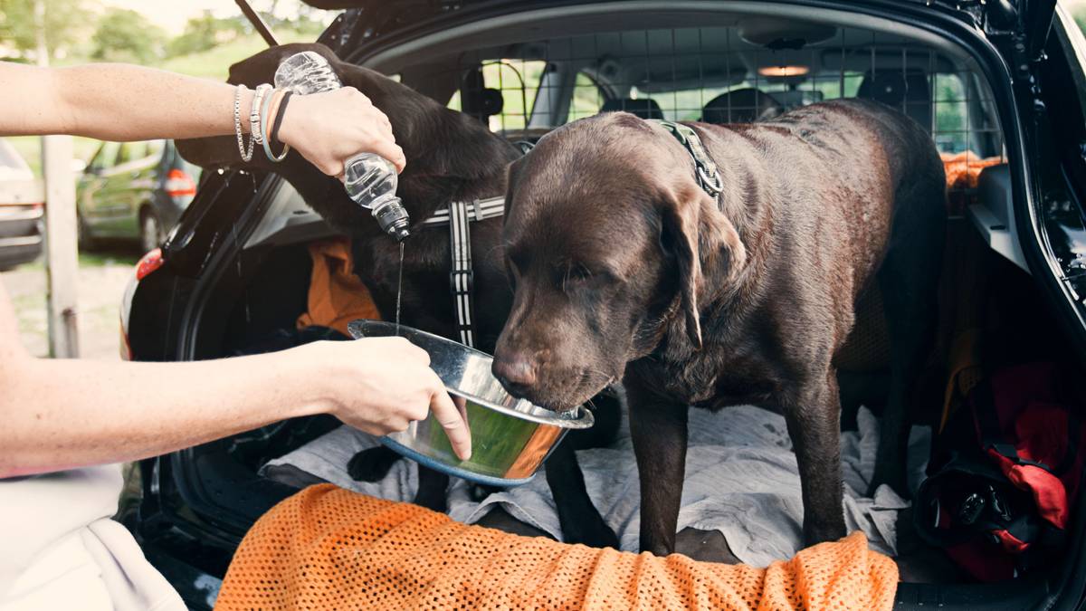 Erro nas taças de comida para cães: o que muitos donos fazem mal