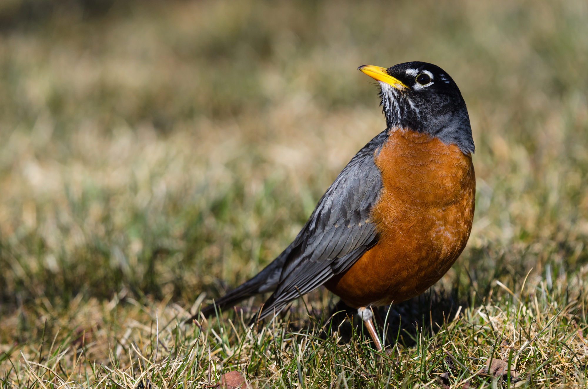 Most common birds found across the United States