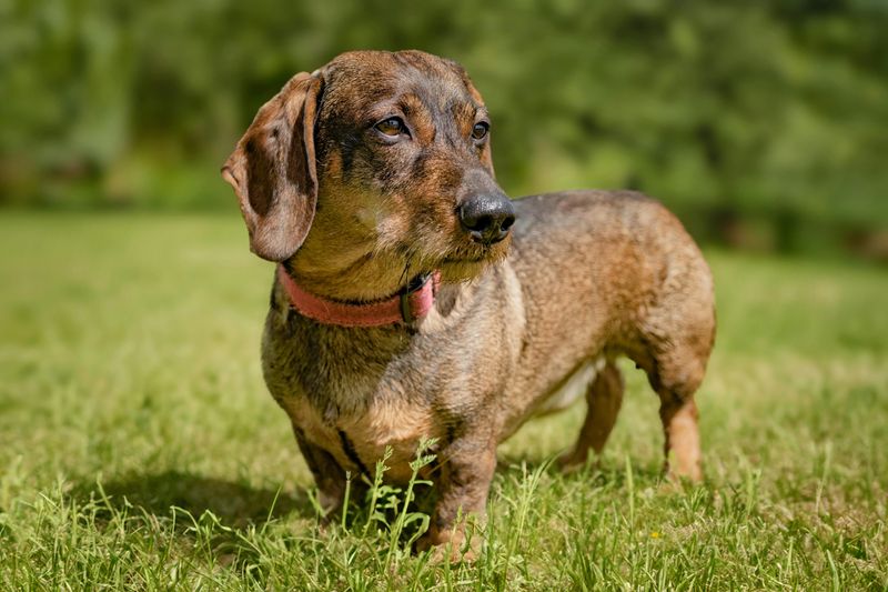 13 hilariously judgmental dogs that somehow make disappointment look ...