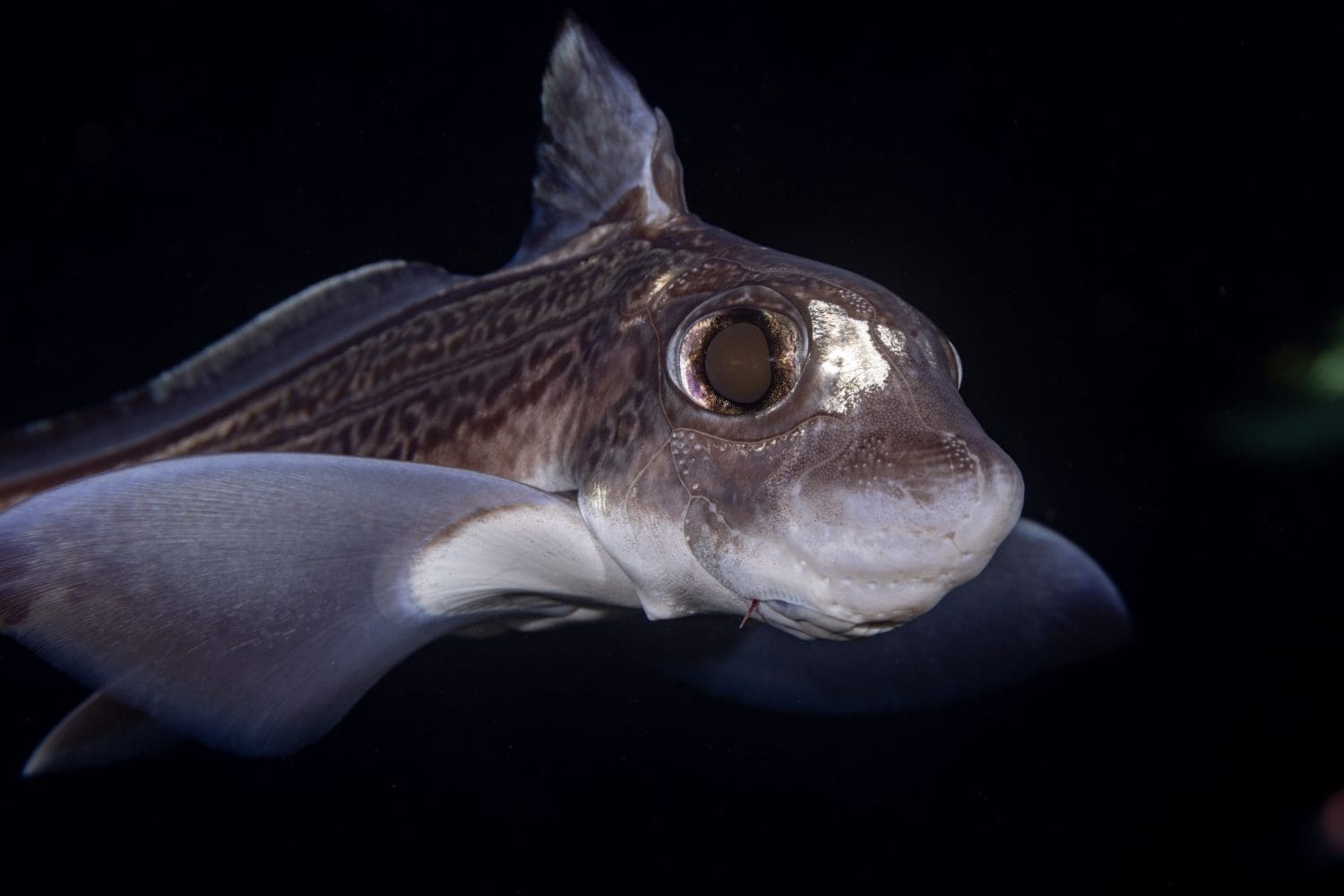 Ghost shark or rabbitfish? The strange truth about chimaeras