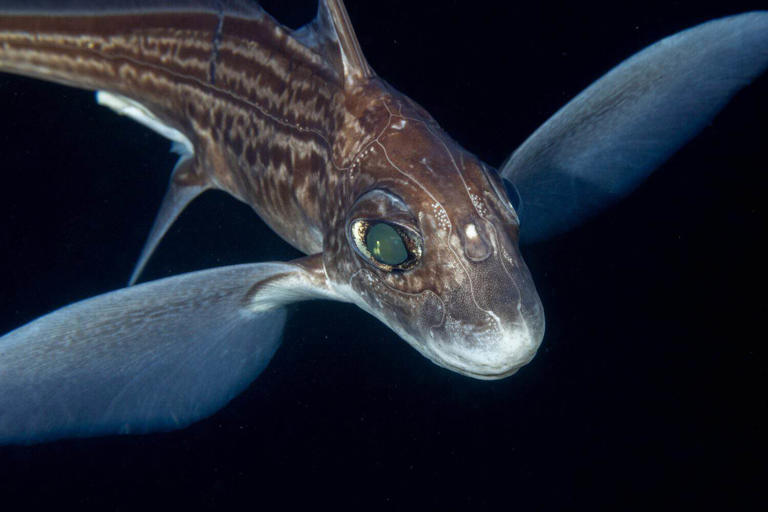 Ghost shark or rabbitfish? The strange truth about chimaeras