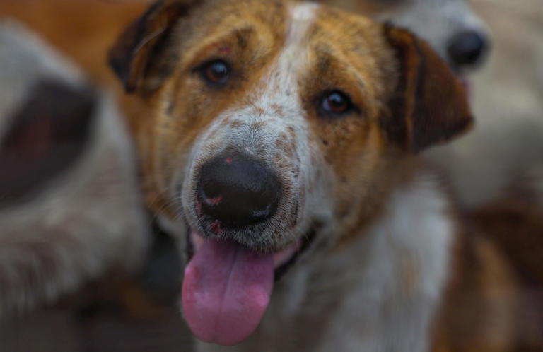 Un cane affetto da rabbia soppresso nel Trevigiano, scatta obbligo di ...