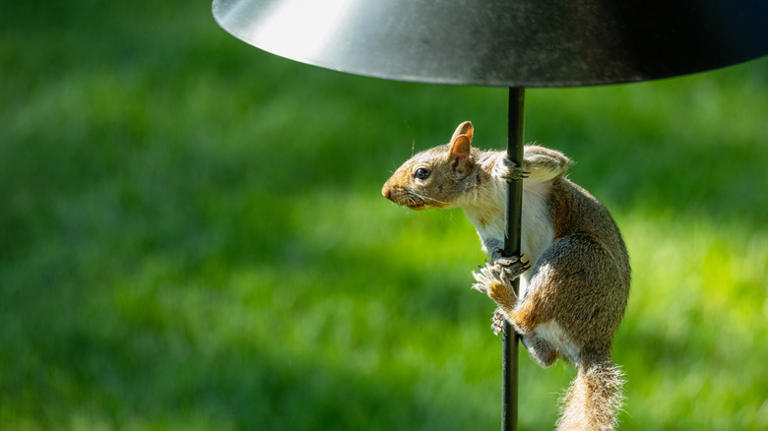 Ditch the ugly baffle: Keep squirrels out of feeders with a shrub they ...