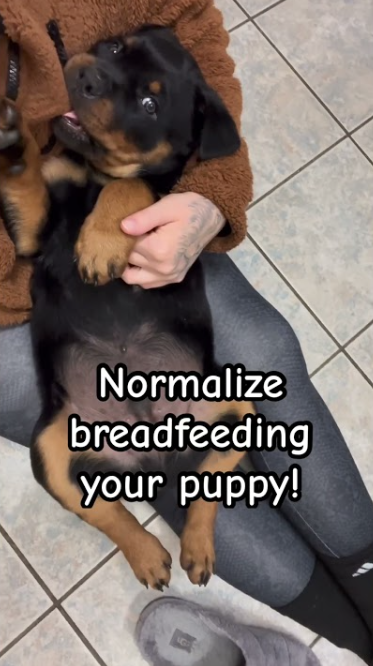Don’t feed dogs bread: What every dog owner should know