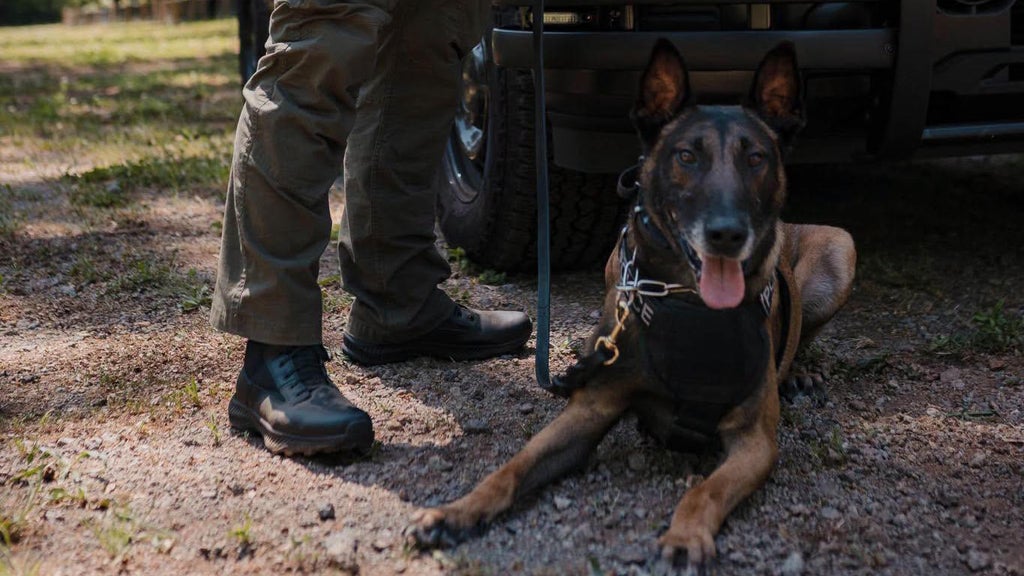 Brookhaven police mourning death of K9 officer after medical emergency ...