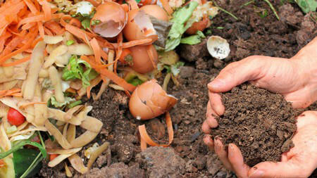 Cómo lograr que tus geranios exploten de flores: trucos ideales para ...