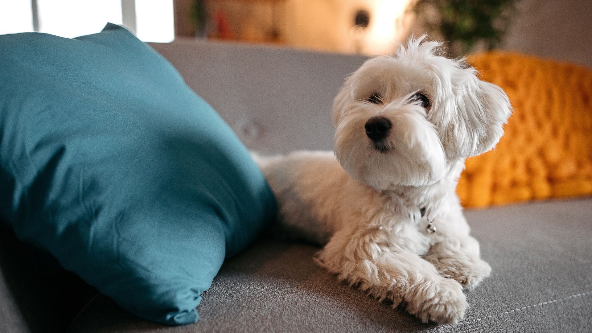 The best dogs for families