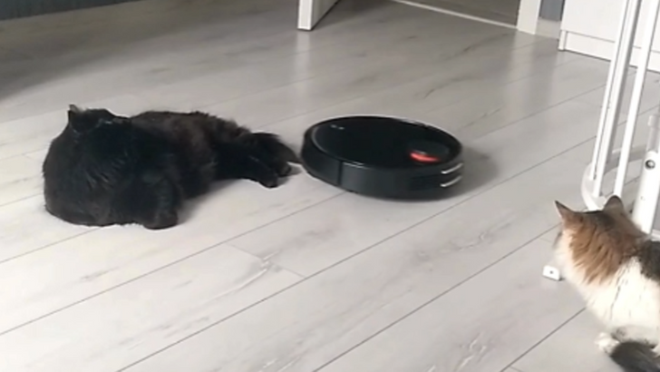 No thoughts, just cat energy