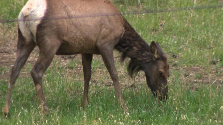 ‘Thought we might die’: Mother shares details of terrifying elk encounter