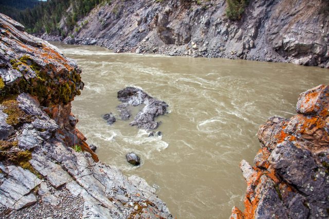 'Chemical cocktail': Salmon swimming in slurry of drugs leaked into ...