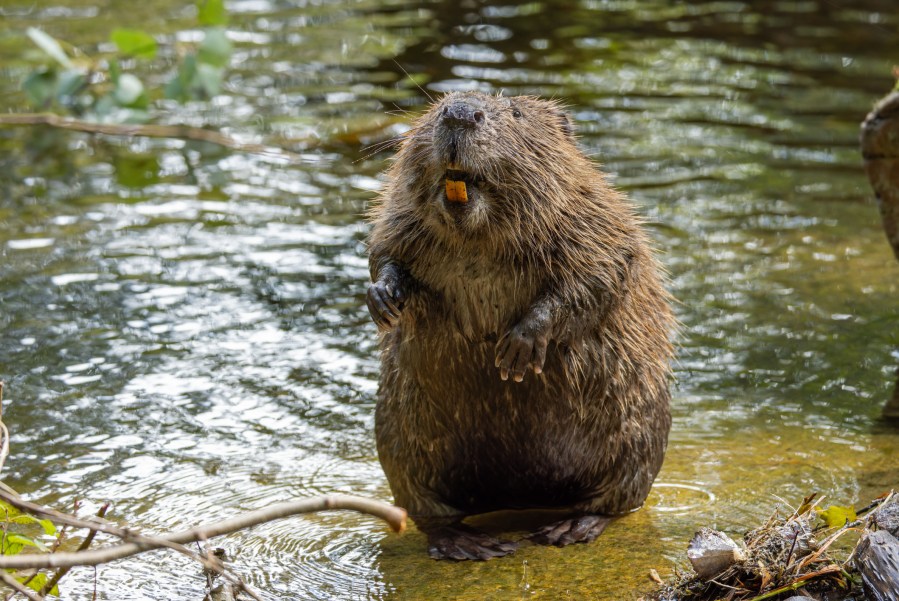 Leave it to beaver: Here’s how America’s hardest working rodent keeps ...