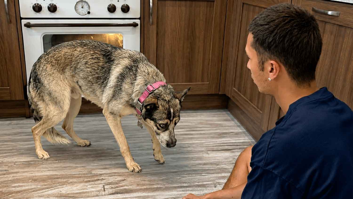 A fearful rescue dog had one breakthrough that changed everything