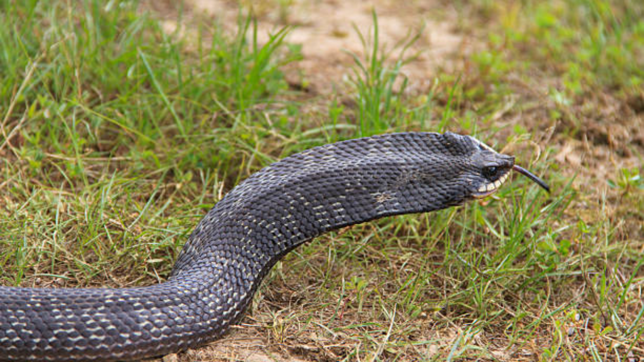 Why the eastern hognose snake is called nature's best actor—it plays ...