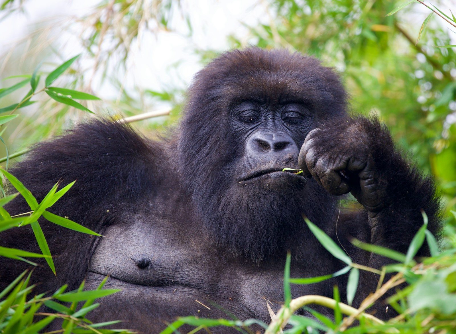 7 animals so huge they feel almost impossible in real life