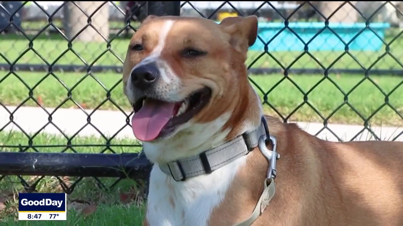Dog of the day: Scarlet