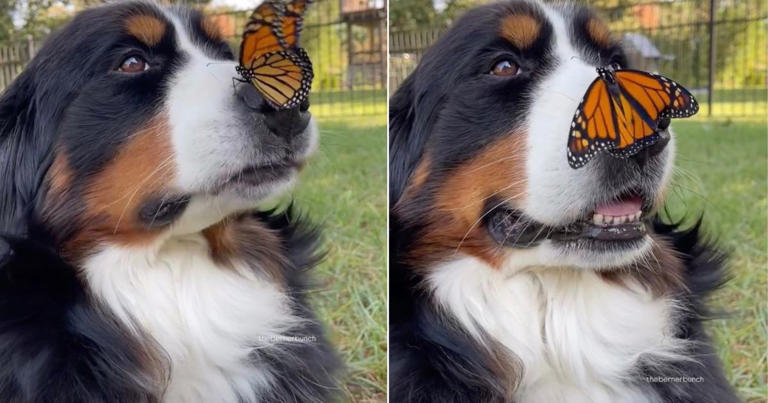 Rescue dog sitting with butterfly on nose is pure storybook magic