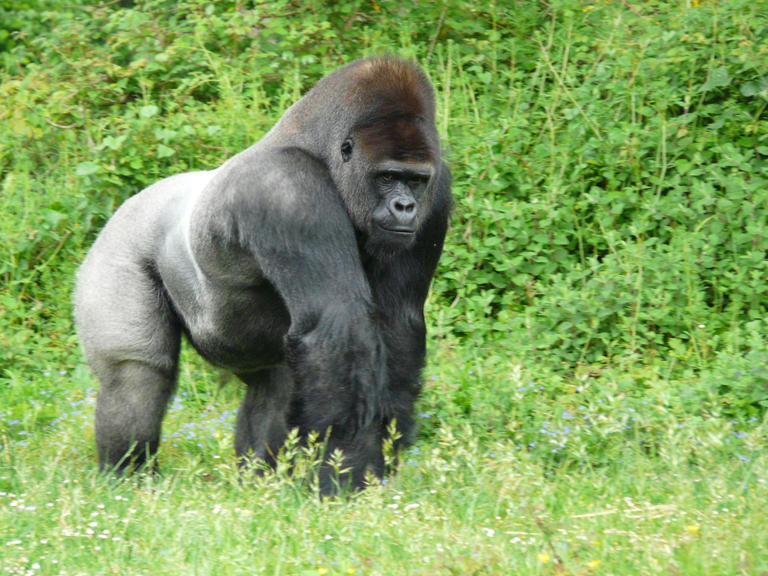 Question everyone has about why Harambe was killed has been answered ...