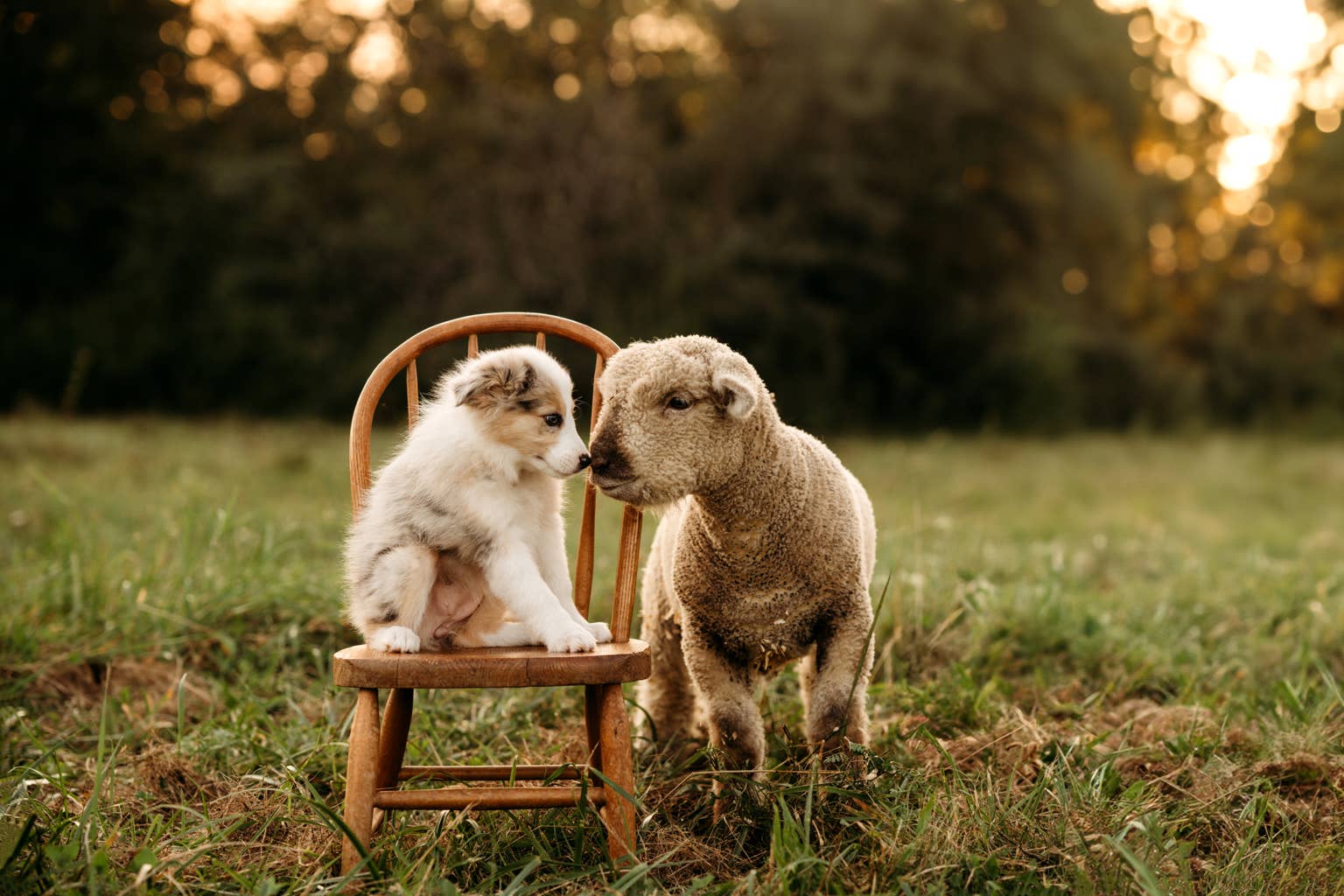 Farm puppy finds friendship with a sheep after being rejected by other ...