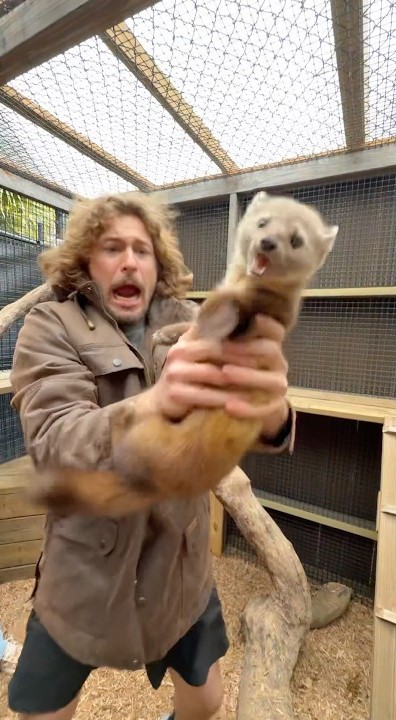 Baby wolverine?