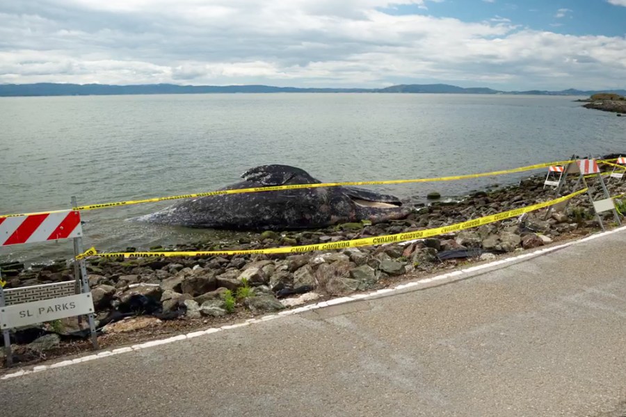Another dead whale washes ashore in SF Bay