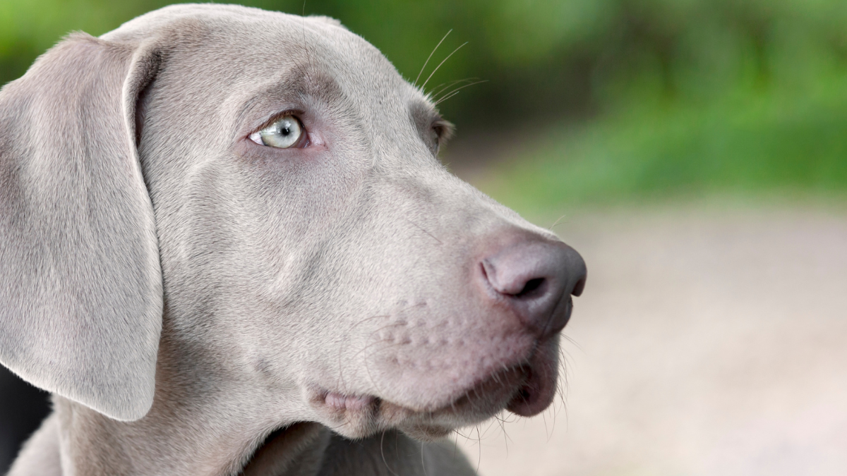 Weimaraner's rare backyard discovery sparks emotional debate among dog ...