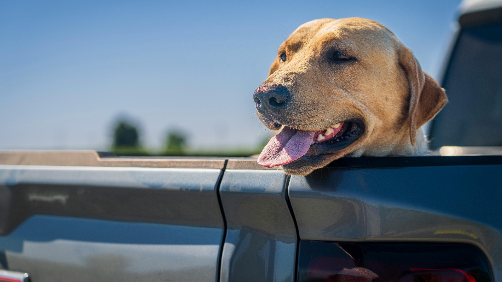 10 perks of driving with a pet & 10 downsides to consider