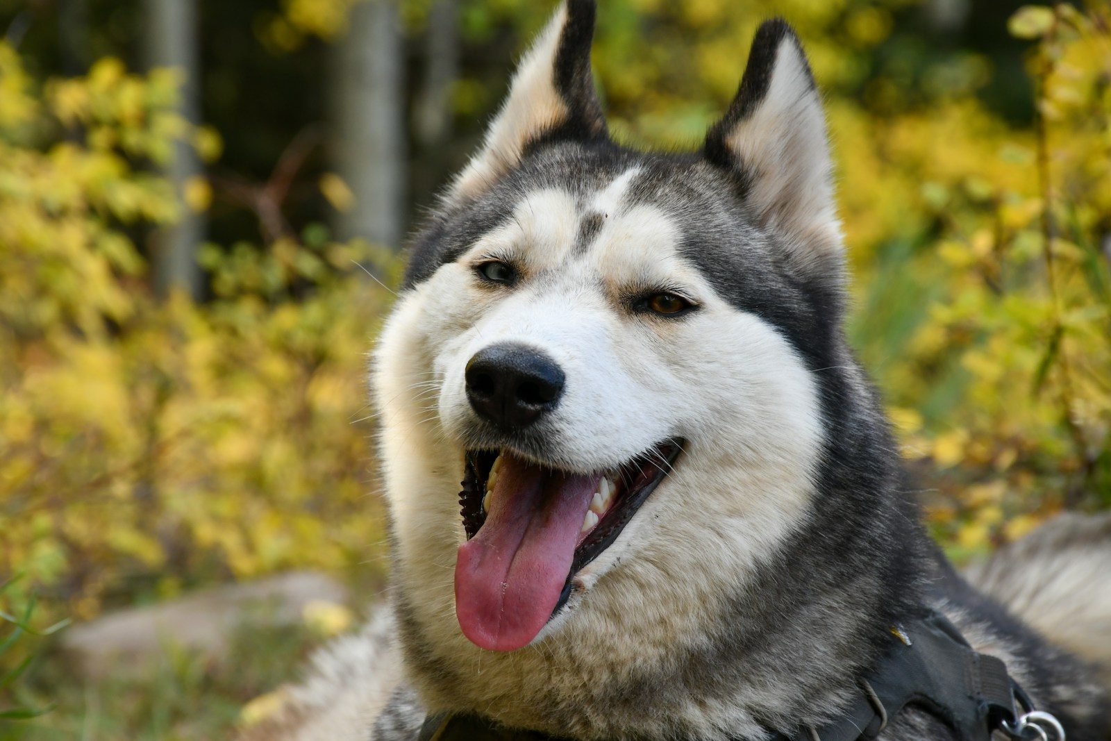 The 7 most common complaints about huskies