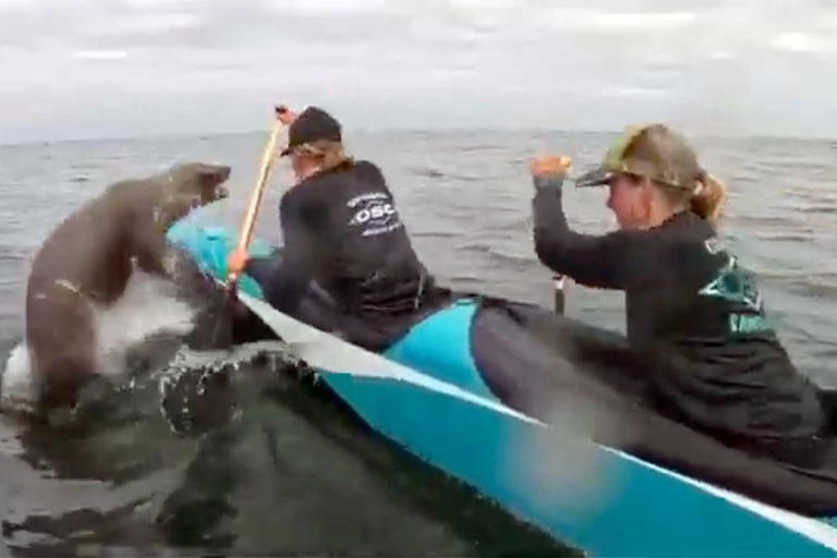Canoe racers have dramatic encounter with sea lion looking to 'be part ...
