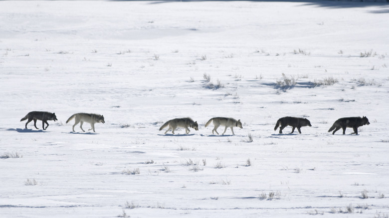 This corner of Yellowstone National Park is one of the world's best ...