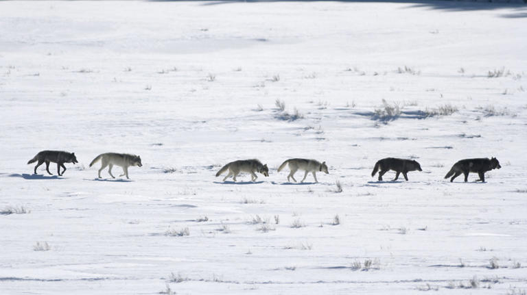 This corner of Yellowstone National Park is one of the world's best ...