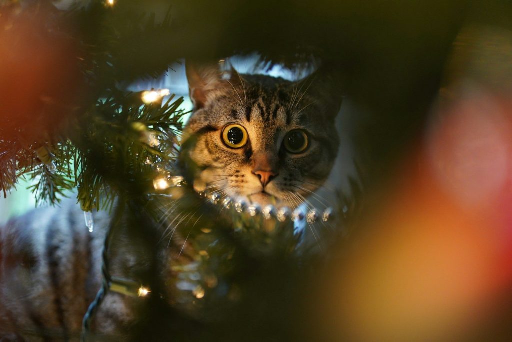 He stayed home sick and discovered his cat’s secret