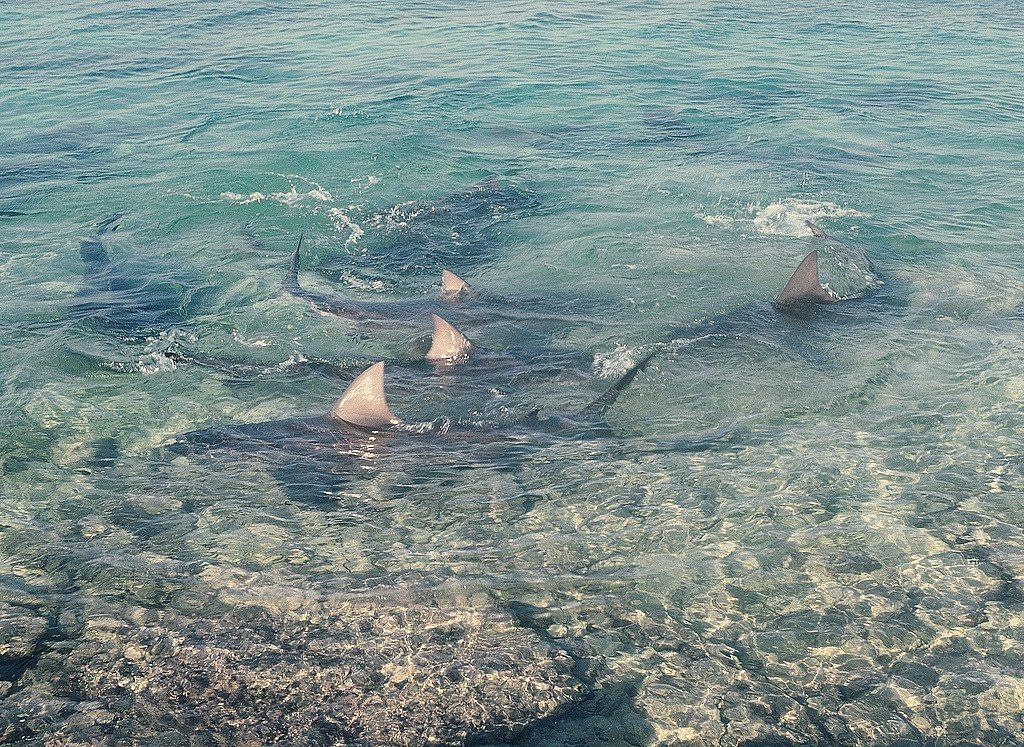 The true cause behind the decline in shark populations
