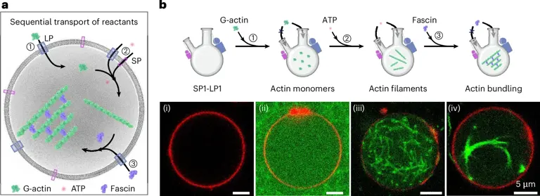 Scientists build synthetic cells with programmable DNA pores