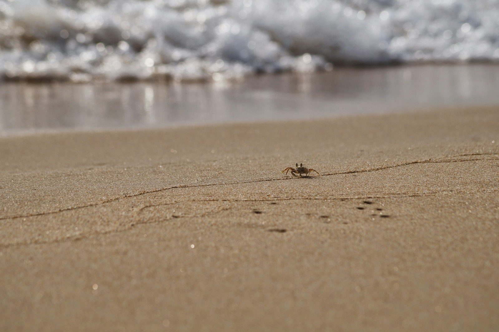 200 million years of side-stepping – the real reason crabs started ...