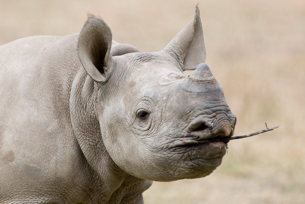 The orphaned baby rhino was too scared to trust anyone until she found ...