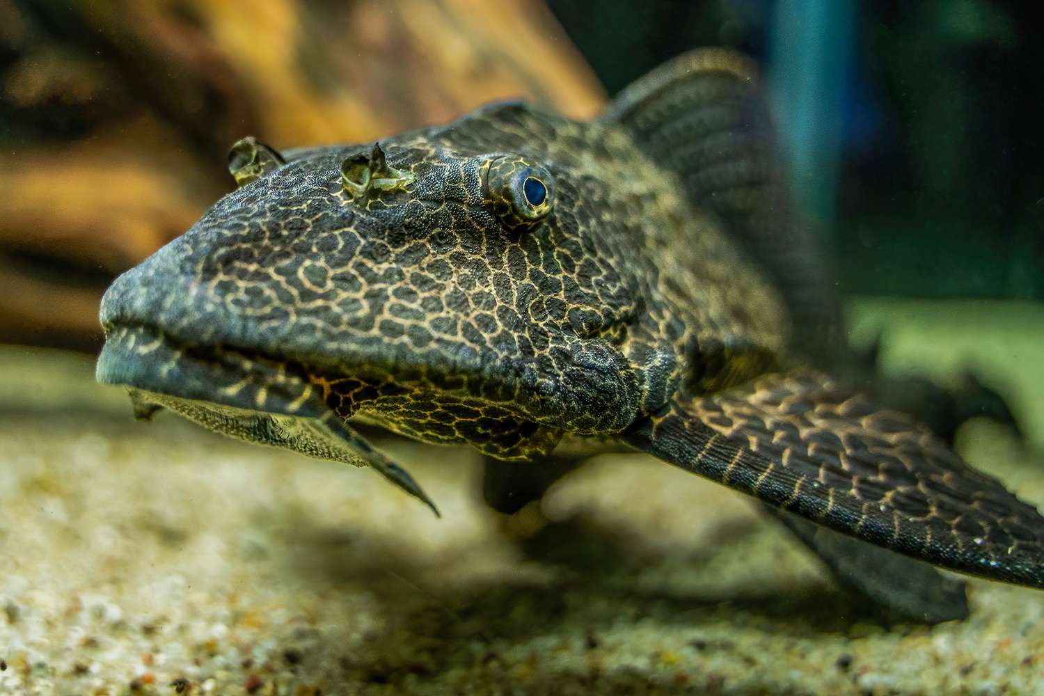 Over 7 tons of invasive 'janitor fish' extracted from Indonesian ...