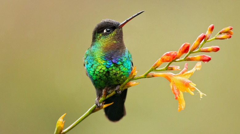 9 reasons hummingbirds are steering clear of your yard
